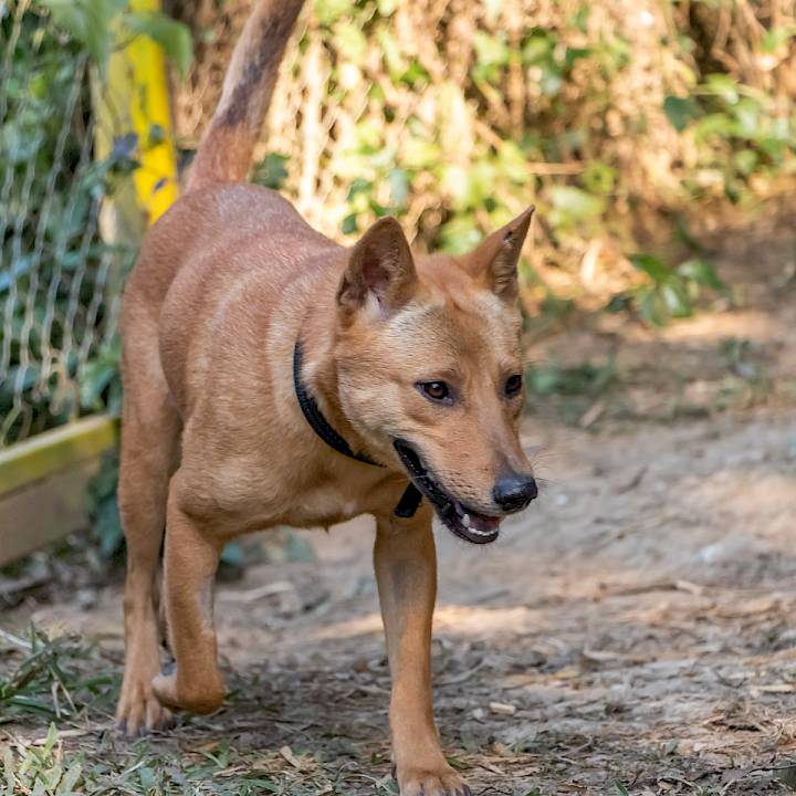 Dao | Adopt | WVS Thailand