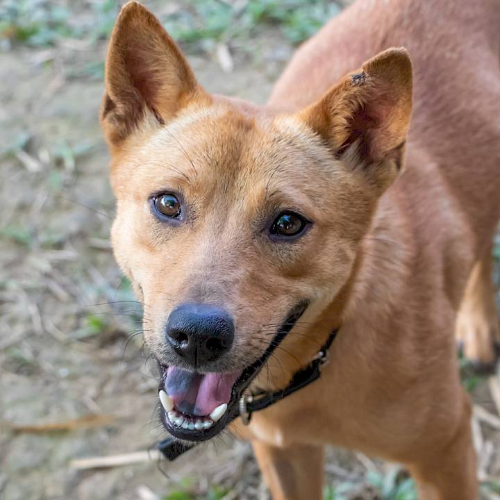Dao | Adopt | WVS Thailand