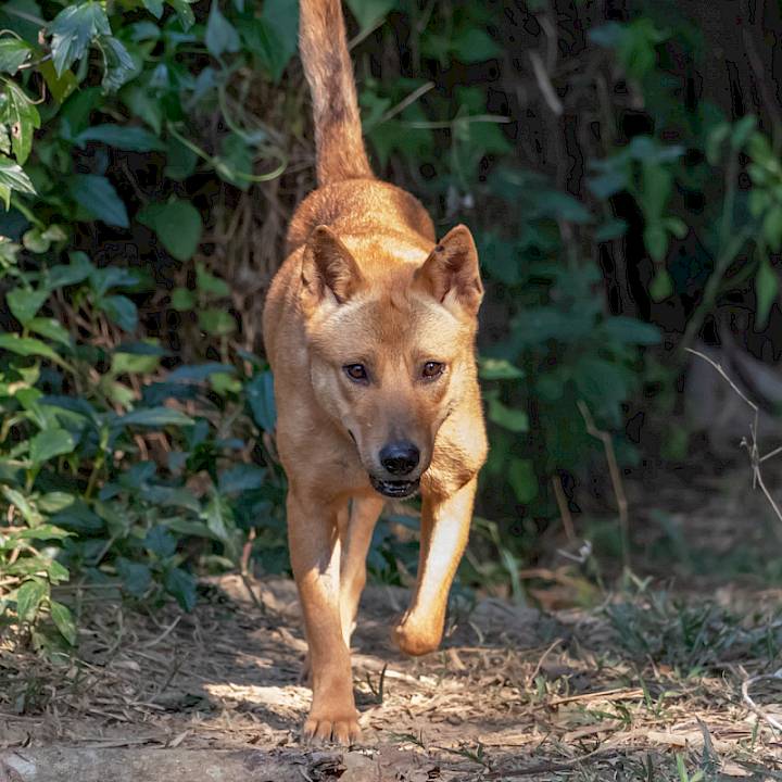 Dao | Adopt | WVS Thailand