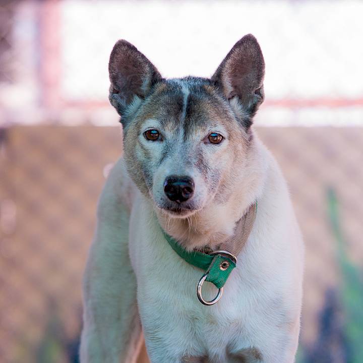 Rod Duan | Sponsor | WVS Thailand