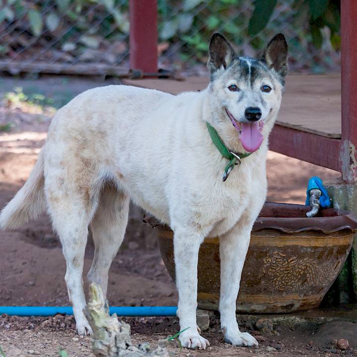 Rod Duan | Sponsor | WVS Thailand