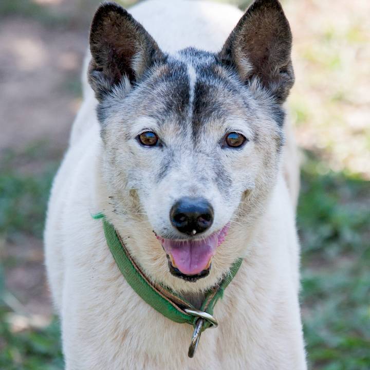 Rod Duan | Sponsor | WVS Thailand