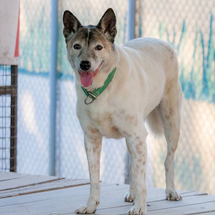 Rod Duan | Sponsor | WVS Thailand