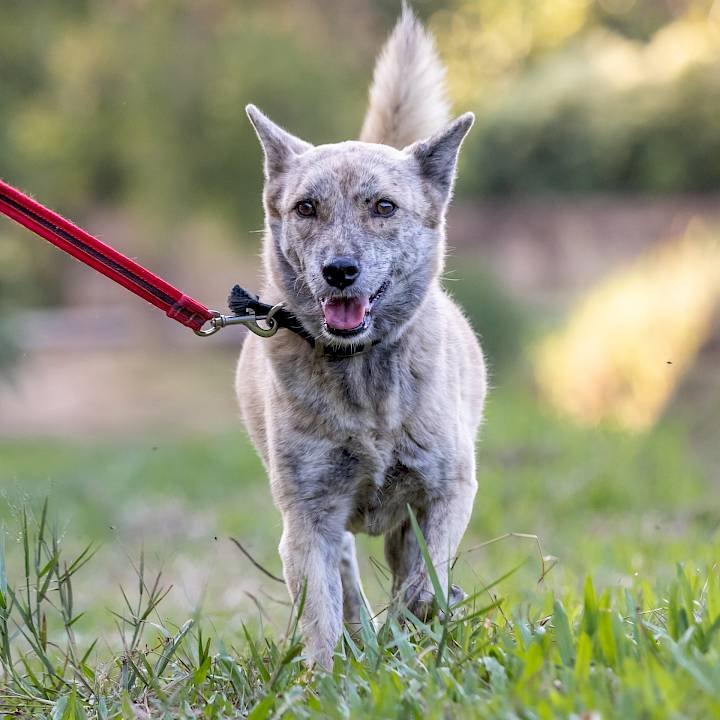 Boeing | Adopt | WVS Thailand