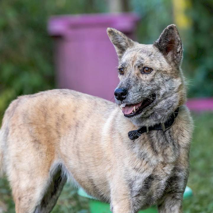 Boeing | Adopt | WVS Thailand