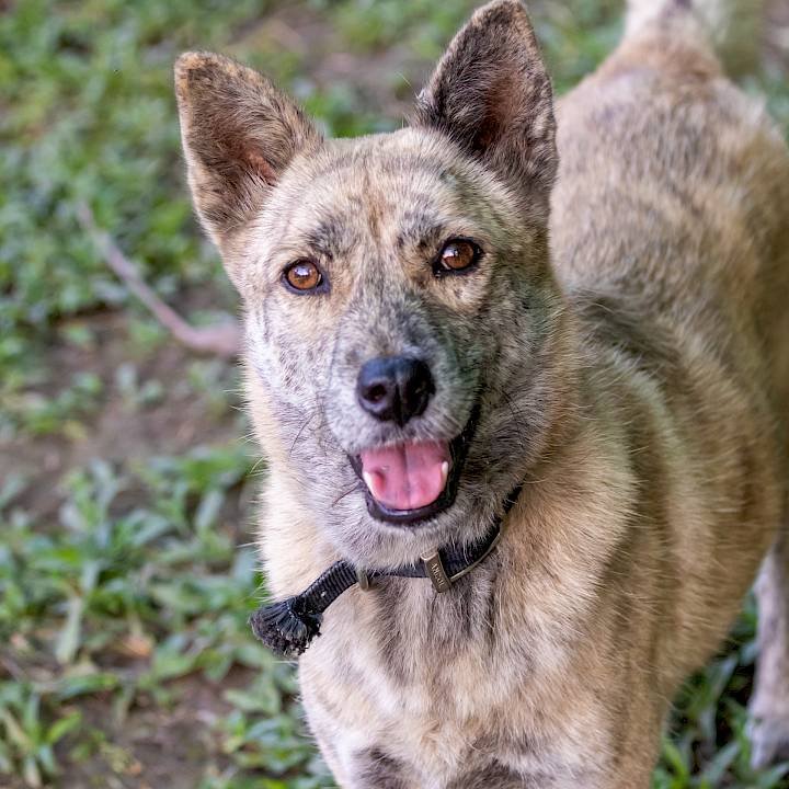 Boeing | Adopt | WVS Thailand