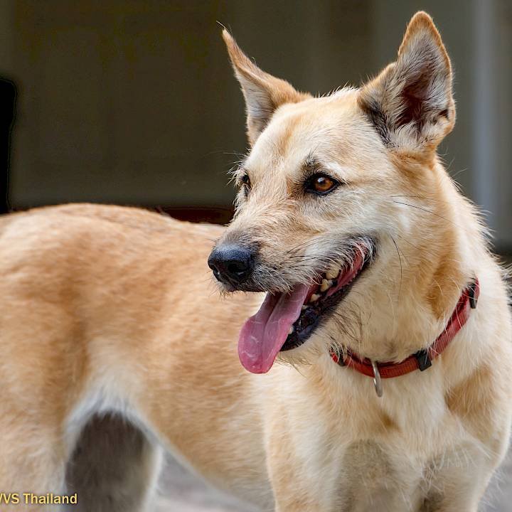 Sprite | Adopt | WVS Thailand
