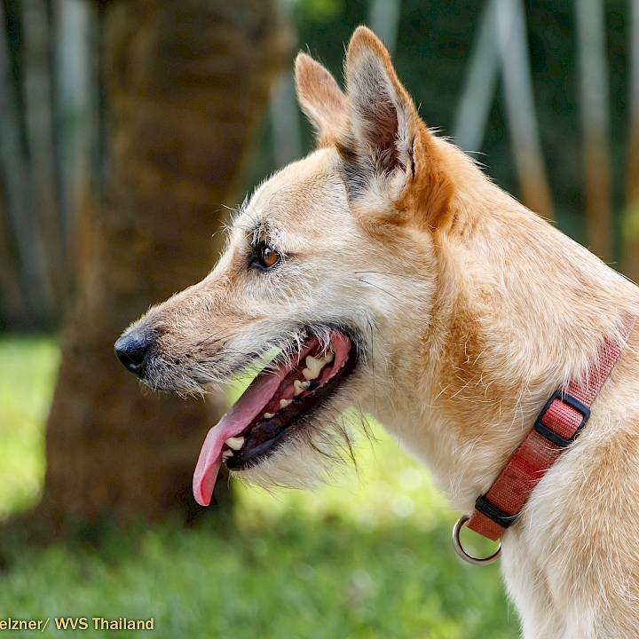 Sprite | Adopt | WVS Thailand