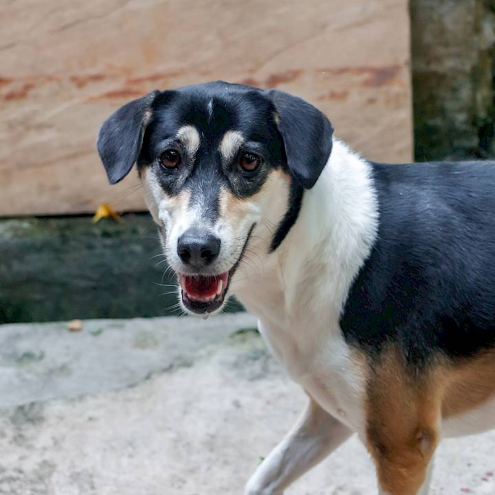 Mono | Adopt | WVS Thailand