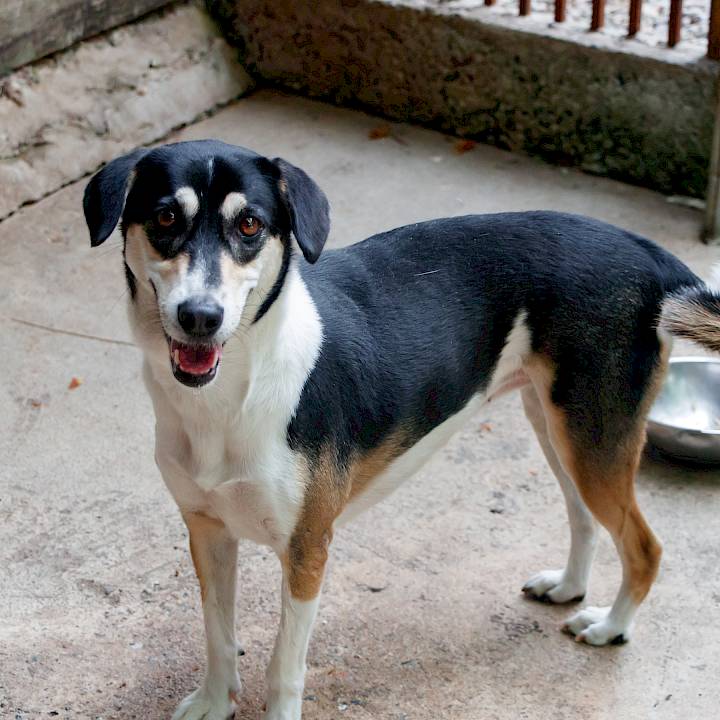 Mono | Adopt | WVS Thailand