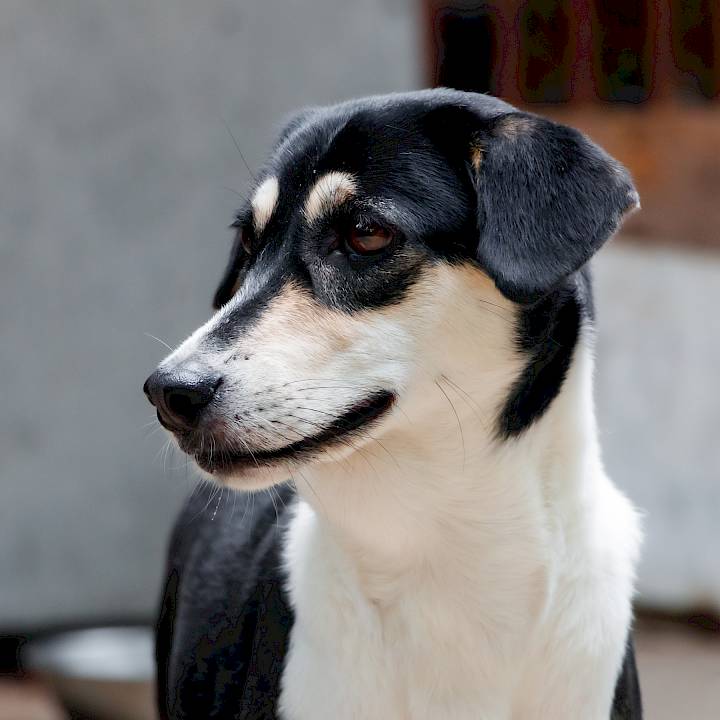 Mono | Adopt | WVS Thailand