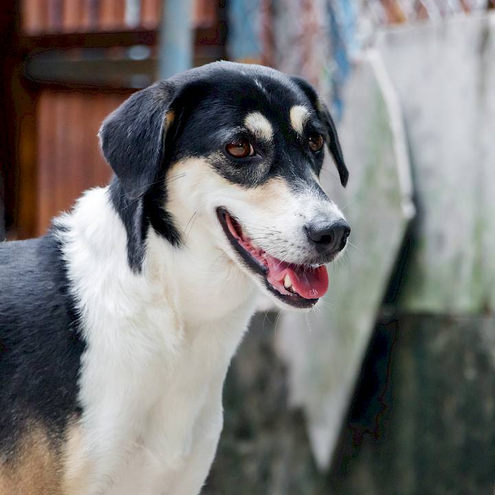 Mono | Adopt | WVS Thailand