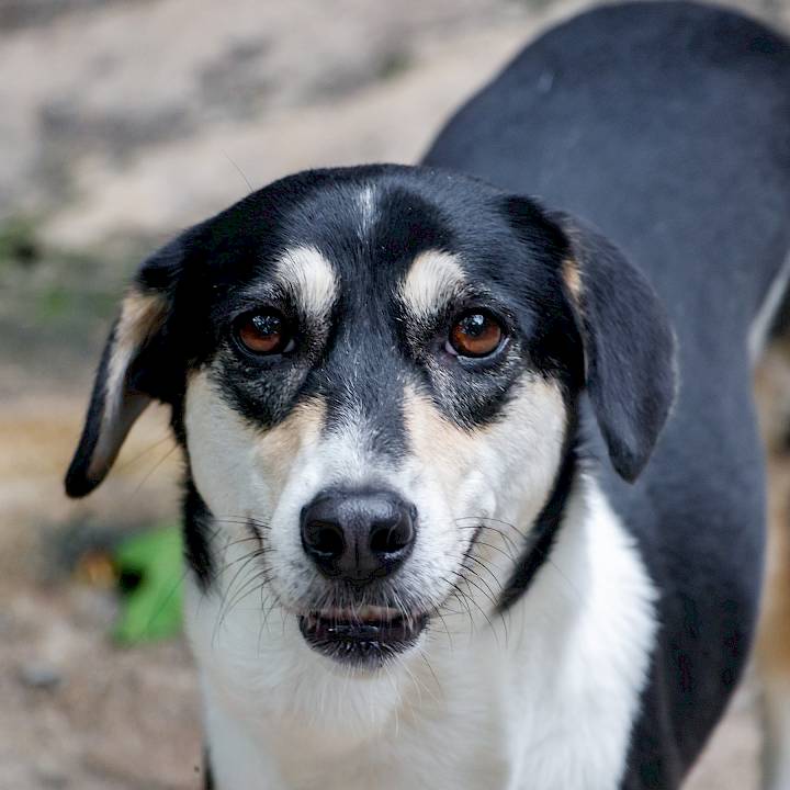 Mono | Adopt | WVS Thailand